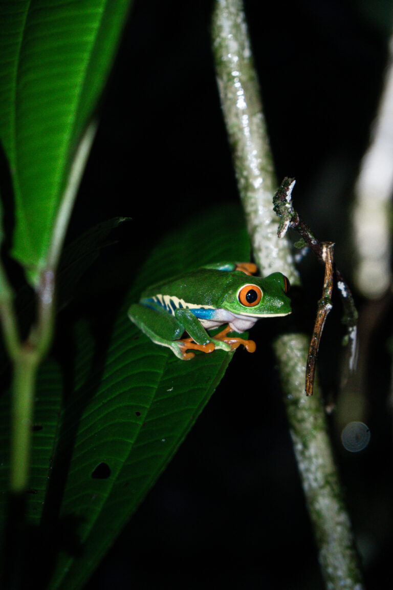 Night Walk in La Fortuna - Discover the Red-Eyed Tree Frog!
